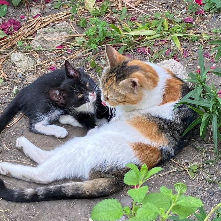 Котики бесплатно в добрые руки