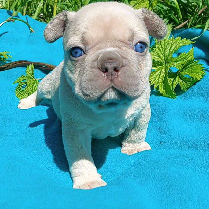 Лилово палевый мальчик