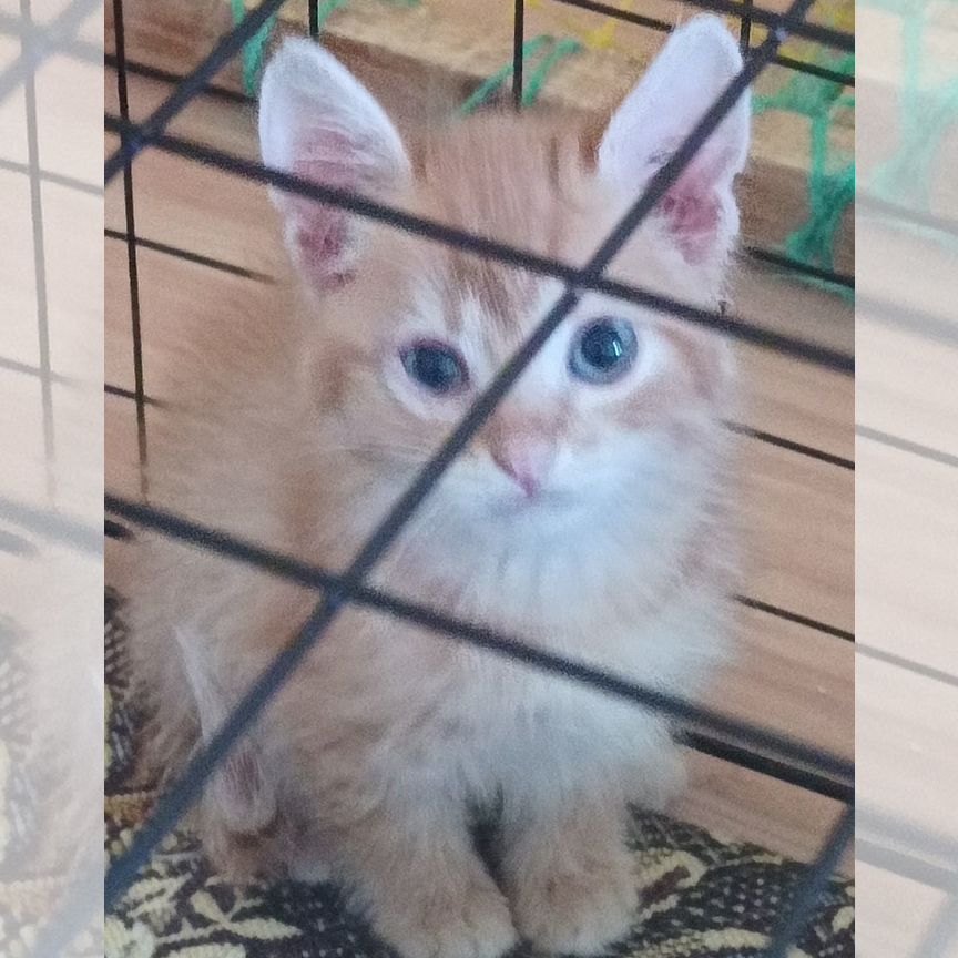 Котёнок в добрые руки
