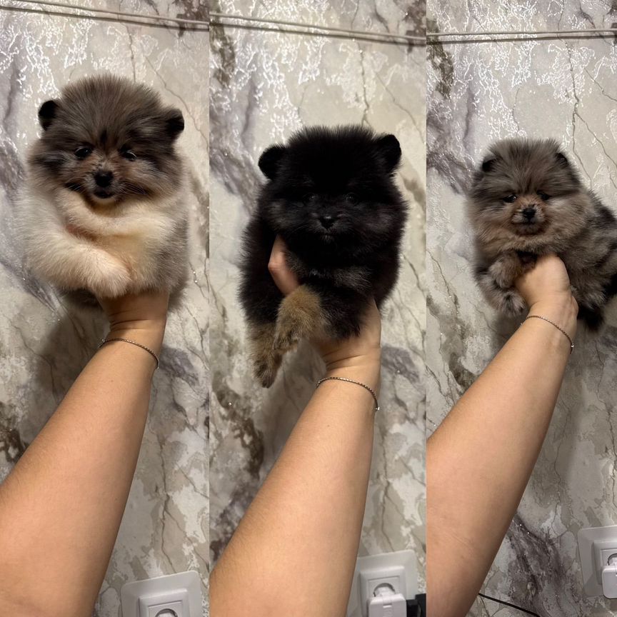 Померанский шпиц, щенок