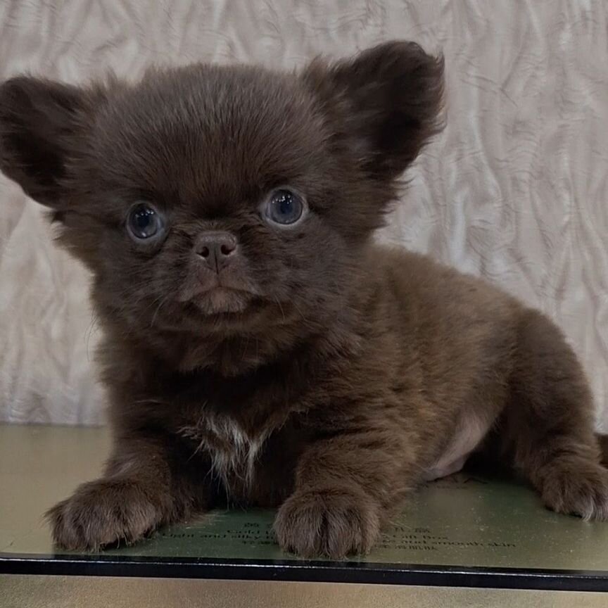 Шикарные детки