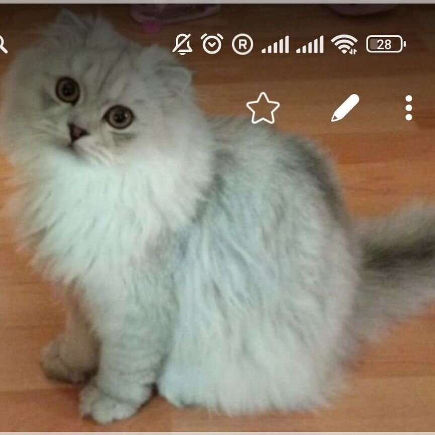 Продам шотландского котенка