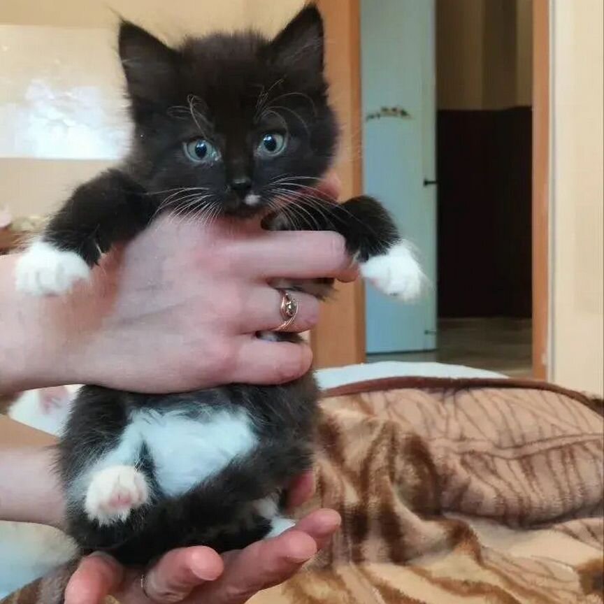 Котёнок в добрые руки