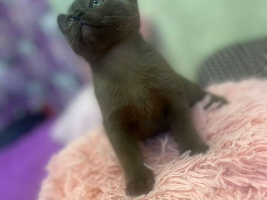 Бурманская кошечка