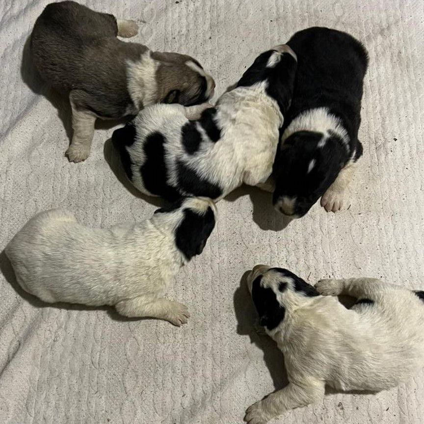 Средние азиатские овчарки