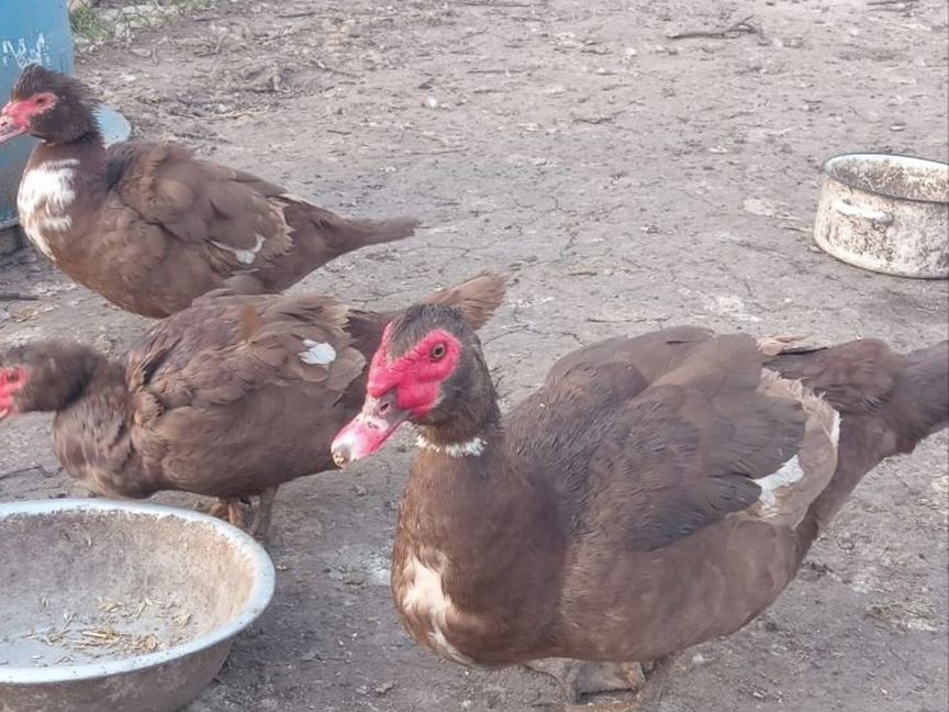 Утки броллерные(красный бык)