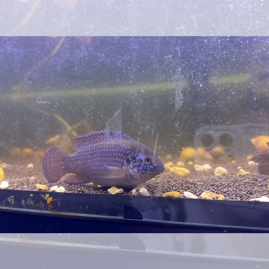 Рыба хромис