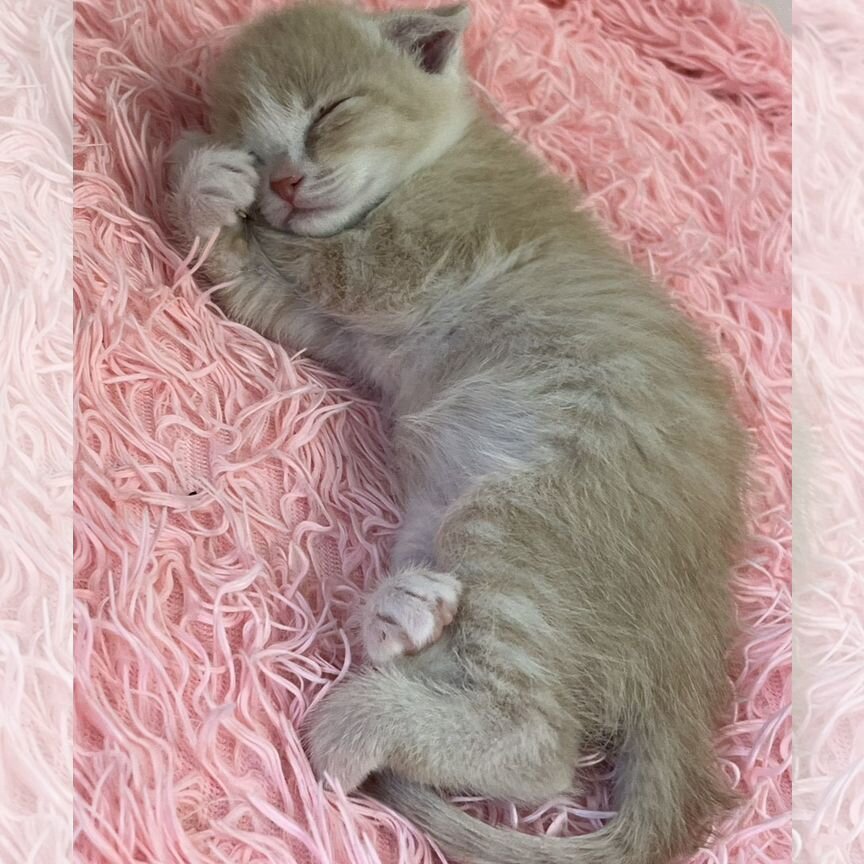 Котенок