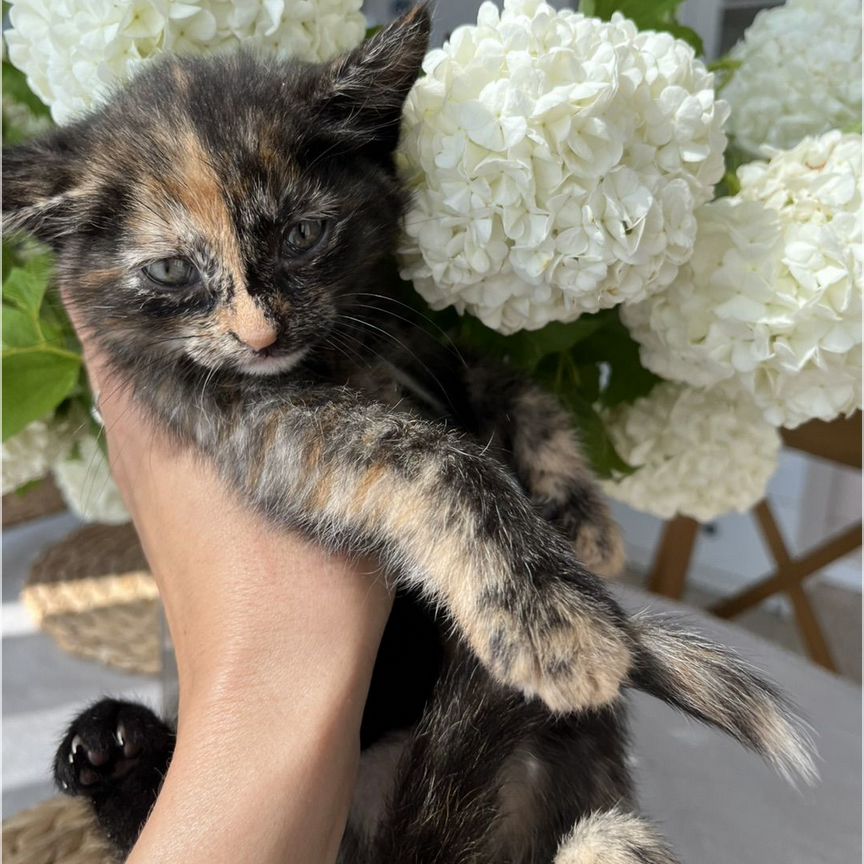 Котёнок в добрые руки