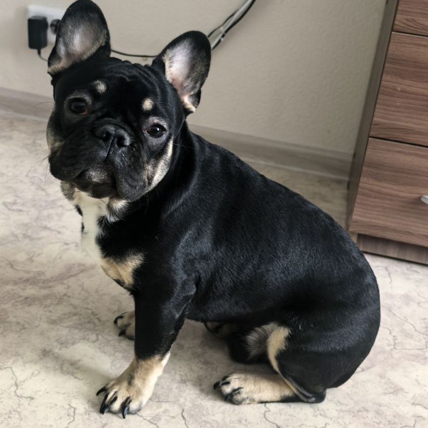 Французский бульдог, щенок