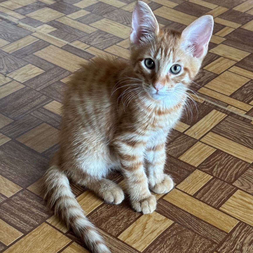 Мейн-кун котёнок