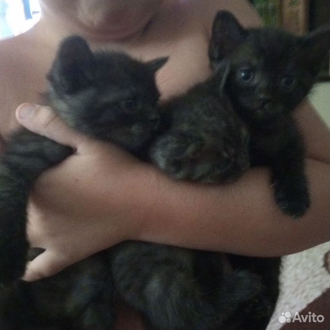 Продаём котят один мальчик и две девочки