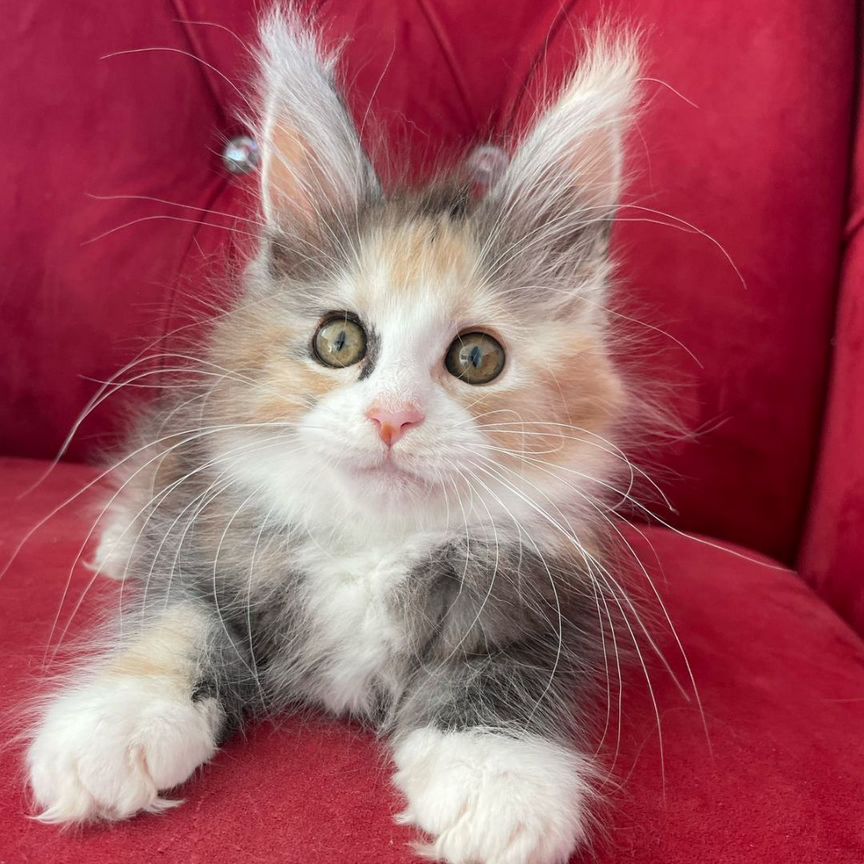 Мейн-кун черепашка