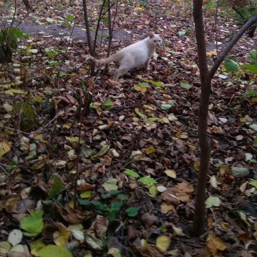 Беляш ищет дом, хотя бы временный