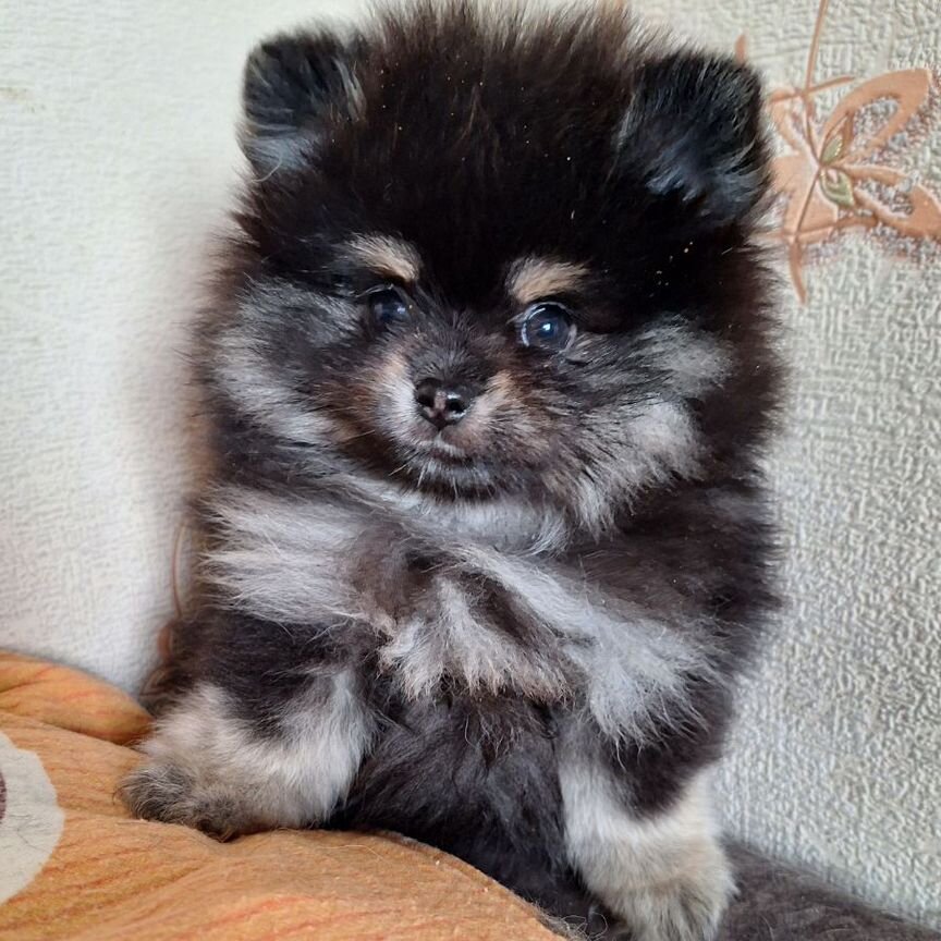 Померанский шпиц, щенок