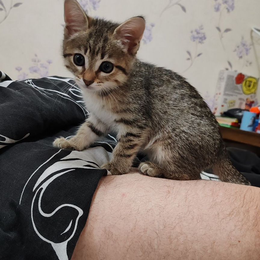 Котята