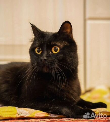 Кошка Шоколадка