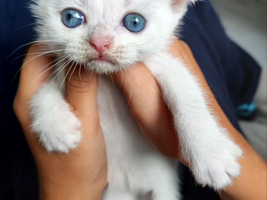 Шотландские вислоухие котята