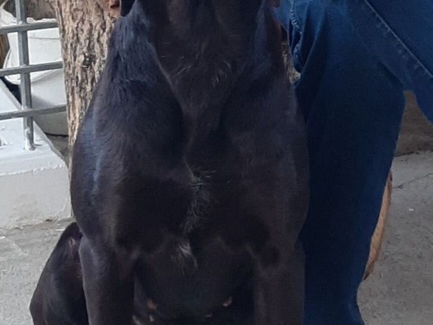 Курцхар бесплатно