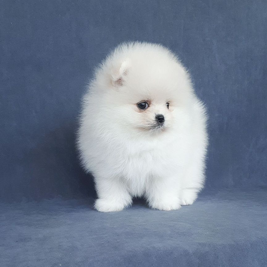 Девочка айс крем