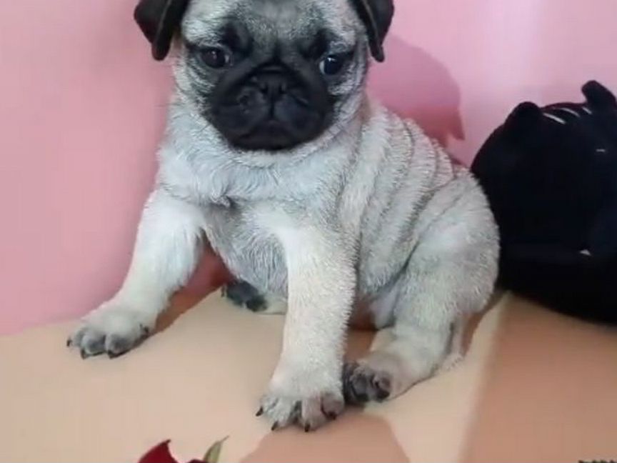 Мопс девочки с родословной