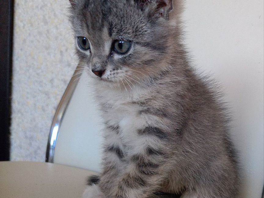 Котëнок в добрые руки