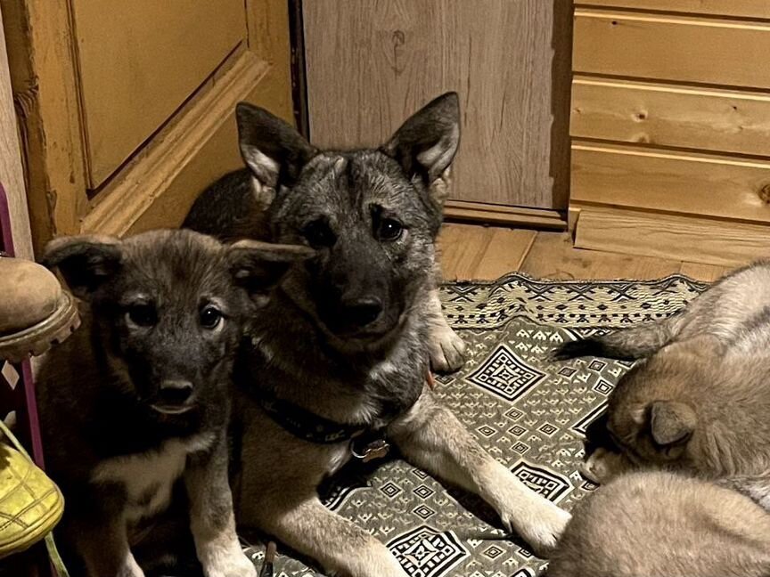 Бесплатно щенки в добрые руки лайка+хаски