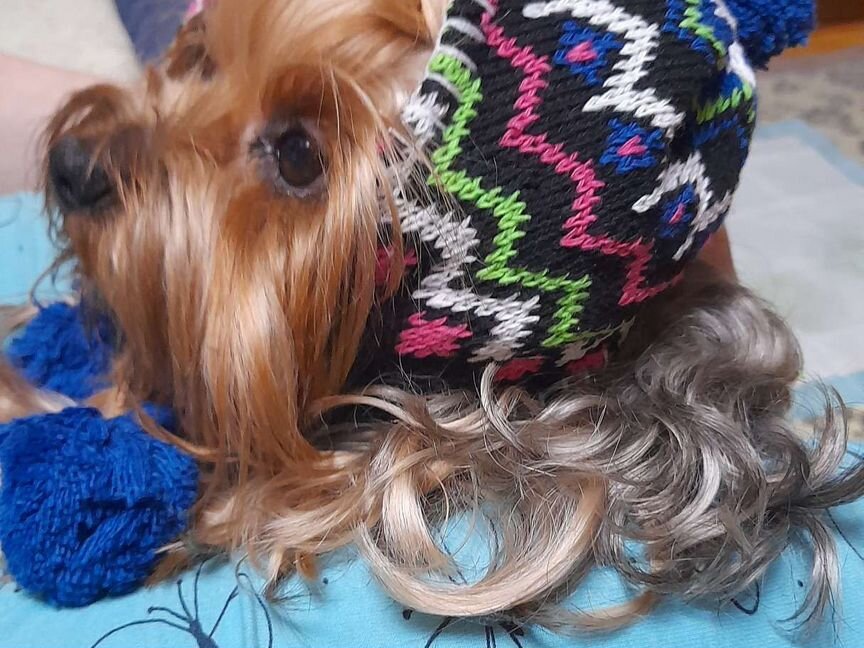 Шапочка для собаки