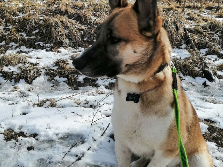 Собака в добрые руки