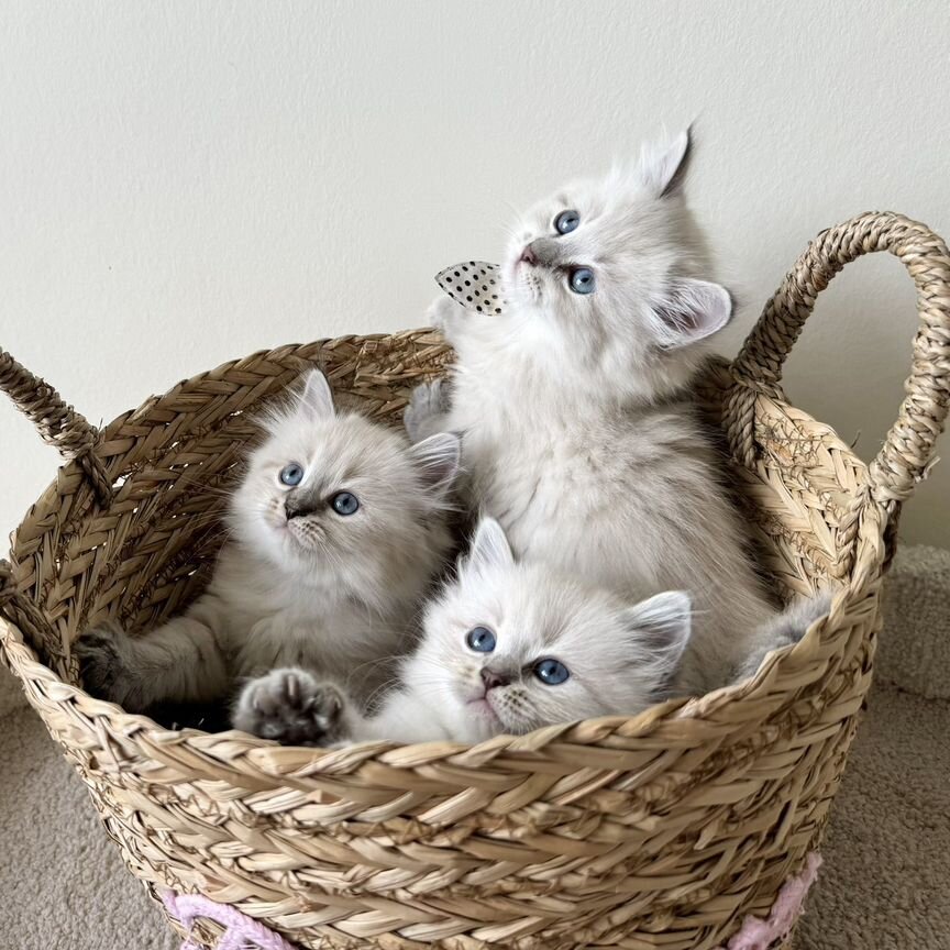 Невские маскарадные котята