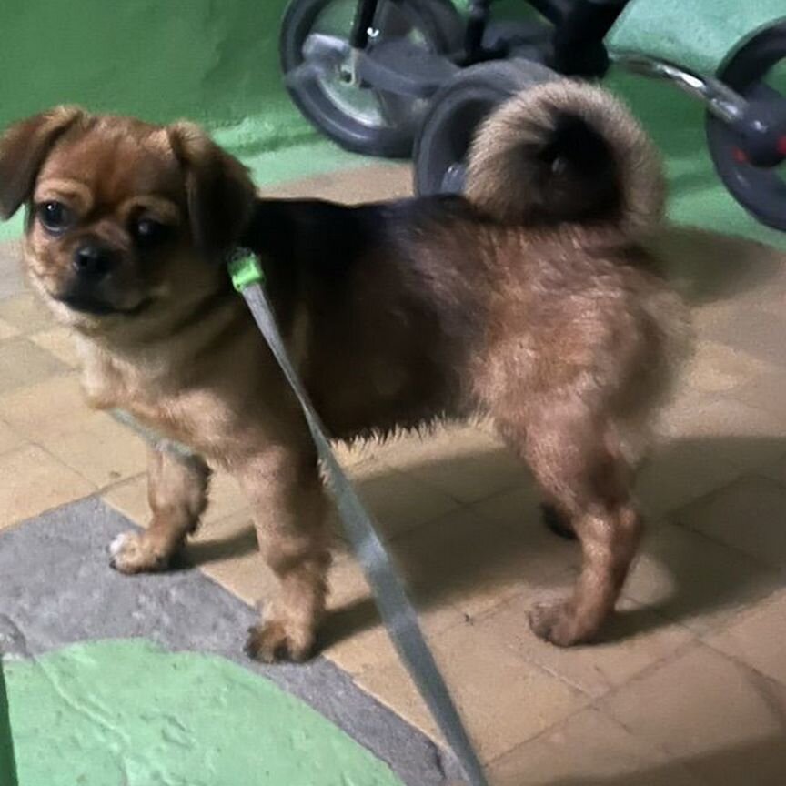 Собака в добрые руки