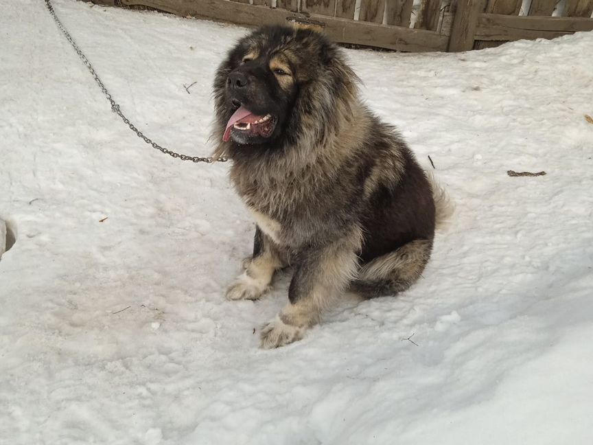 Продам кавказскую овчарку