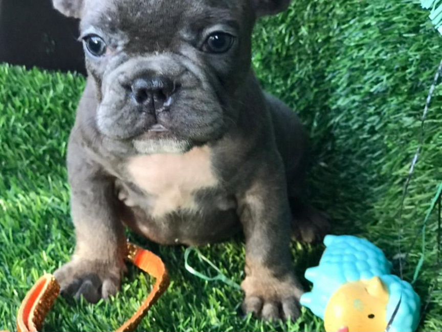 Французский бульдог