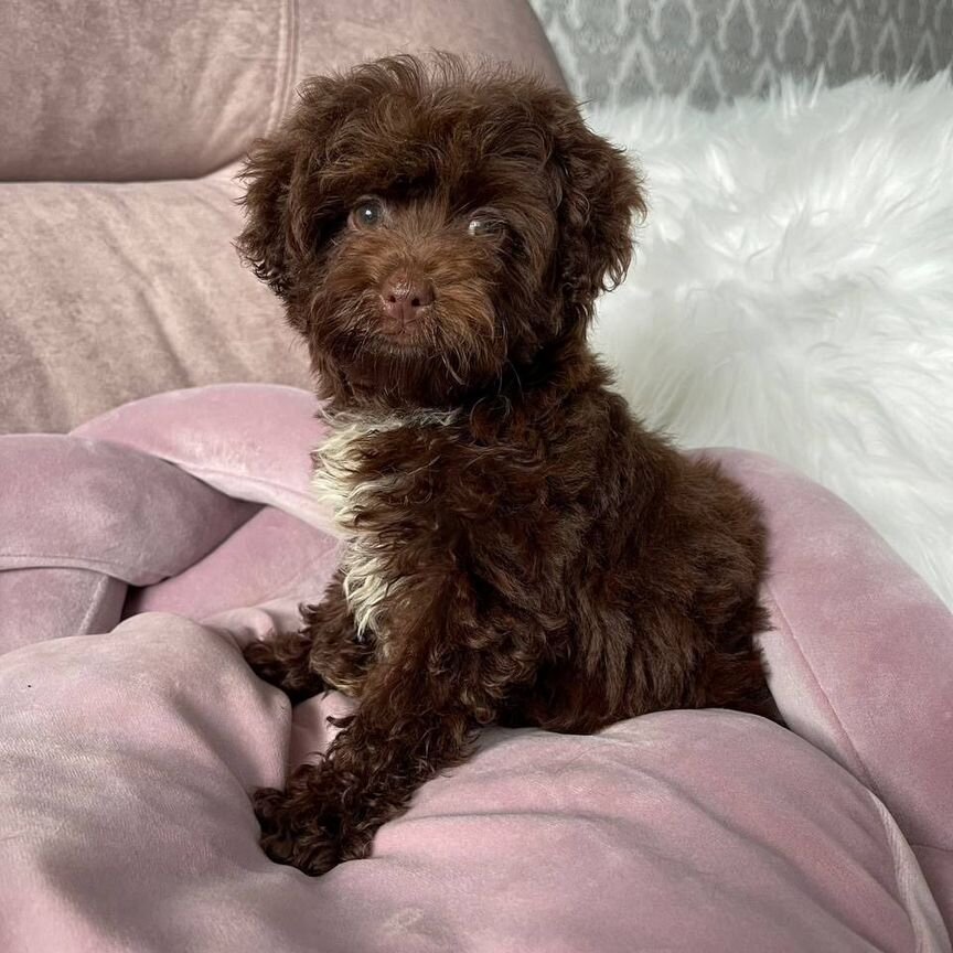 Шикарный эксклюзив maltipoo