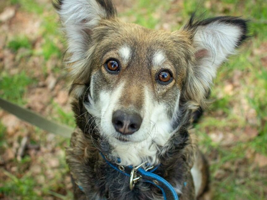 Ласковая Матильда ищет свой дом