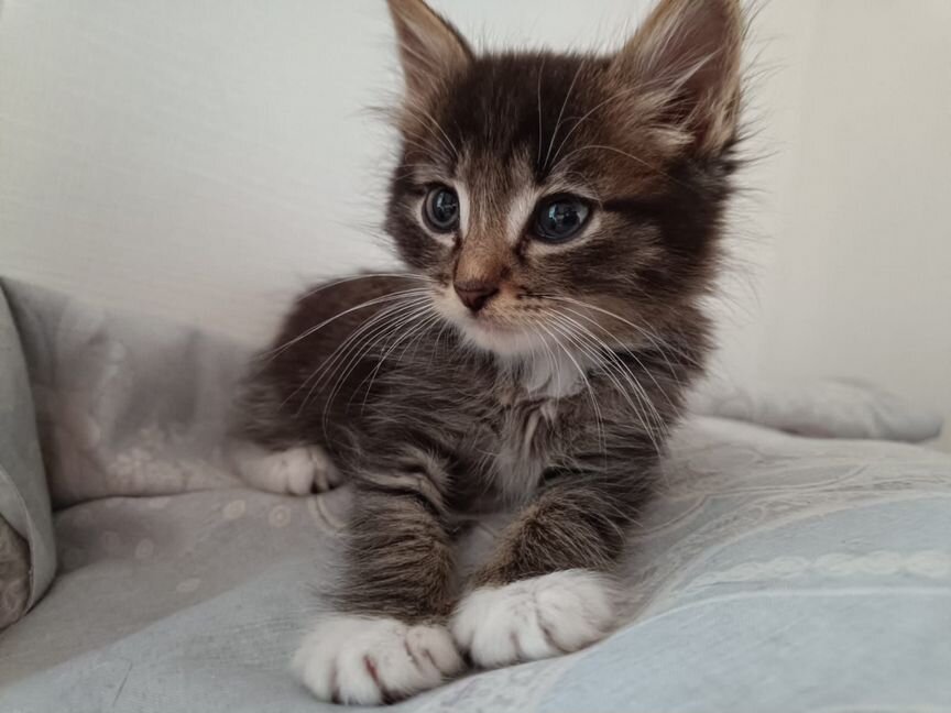 Котята в добрые руки бесплатно девочка