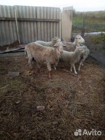 Овцы бараны ягнята оптом