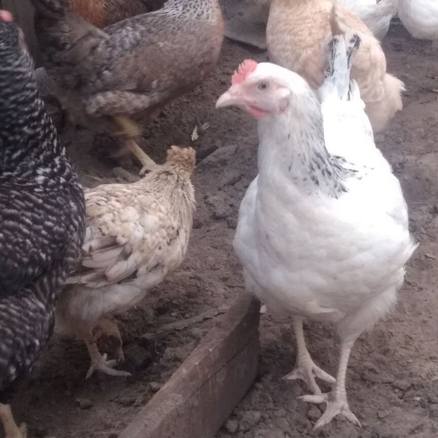 Продам курочек молодок