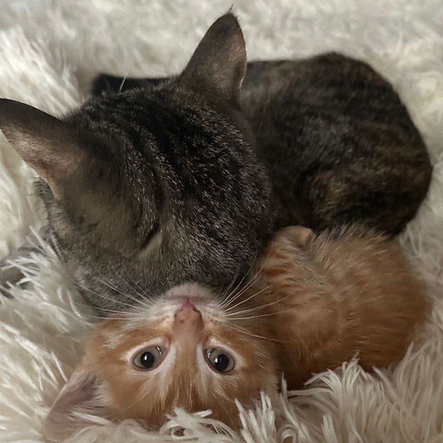 Котенок