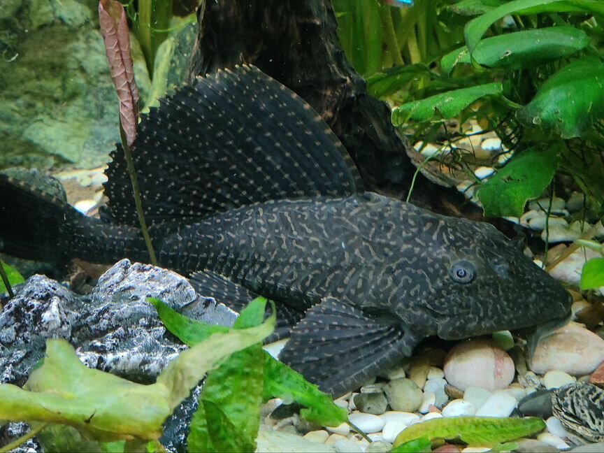 Сом птеригоплихт