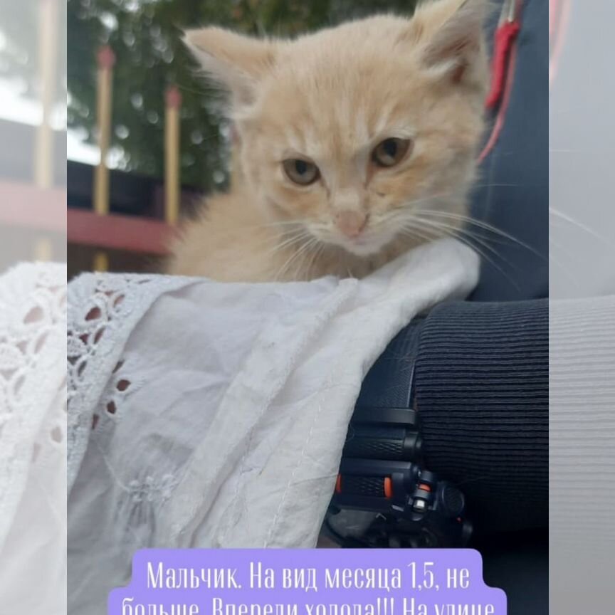 Рыжий котенок мальчик
