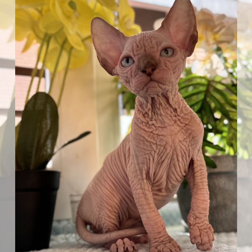 Канадский сфинкс котёнок