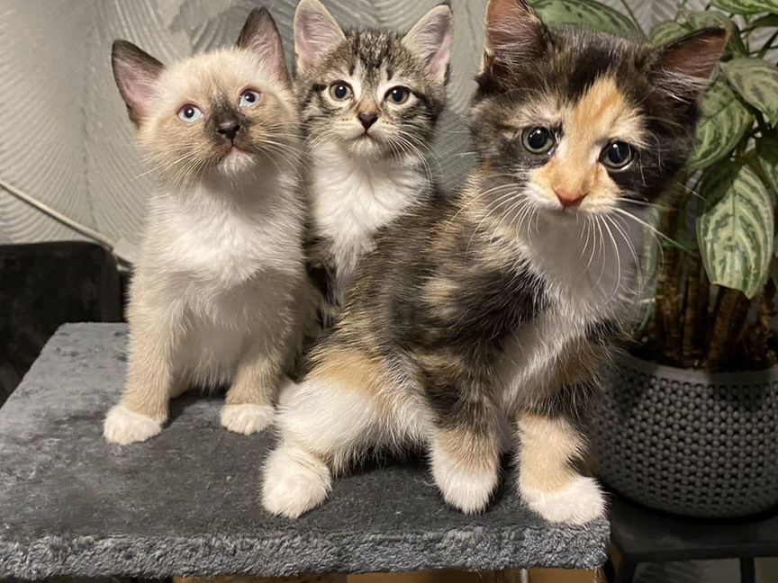 Котята в добрые руки