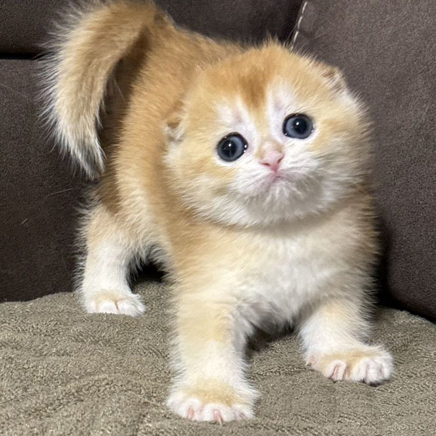 Шотландский вислоухий короткошёрстный котёнок