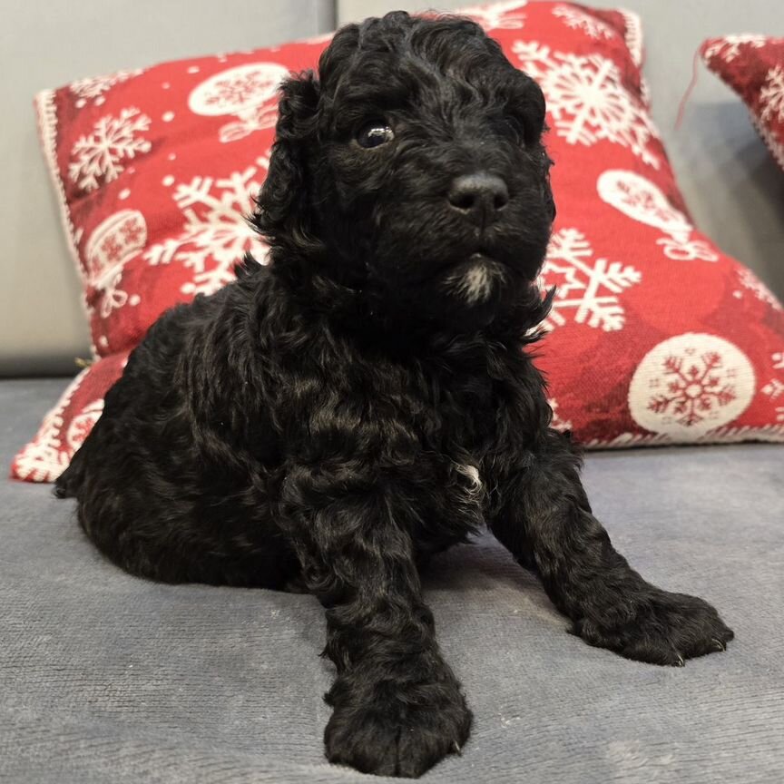 Пудель, щенок