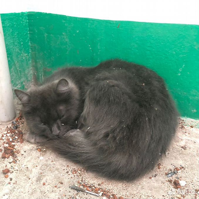 Кошка на улице, истощена