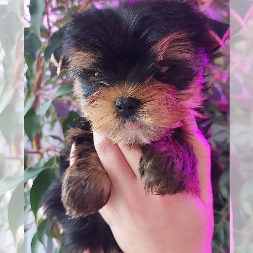 Йоркширский терьер, щенок