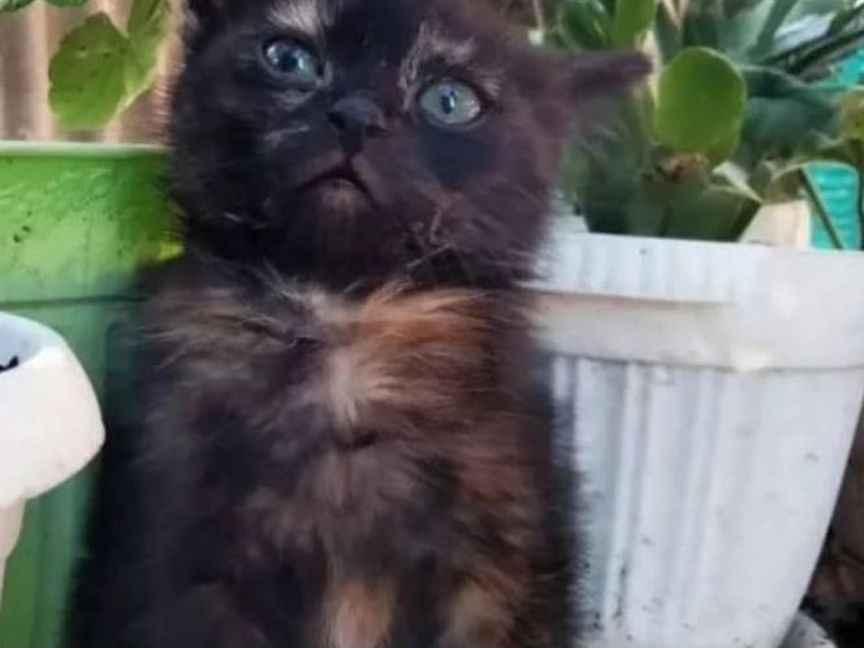 Котенок