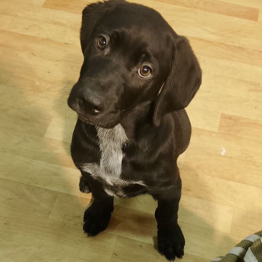 Лабрадор-ретривер, щенок