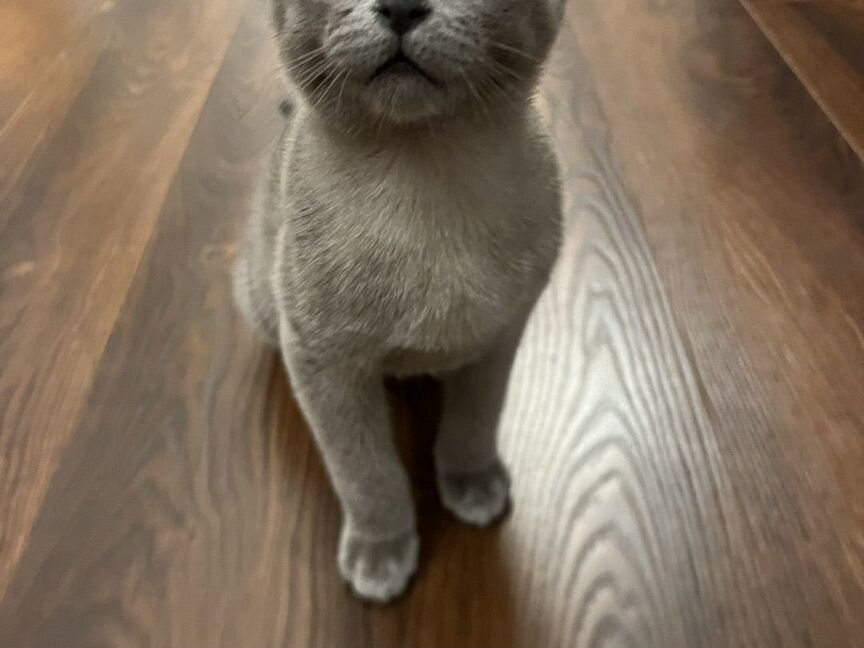 Бурманский котенок
